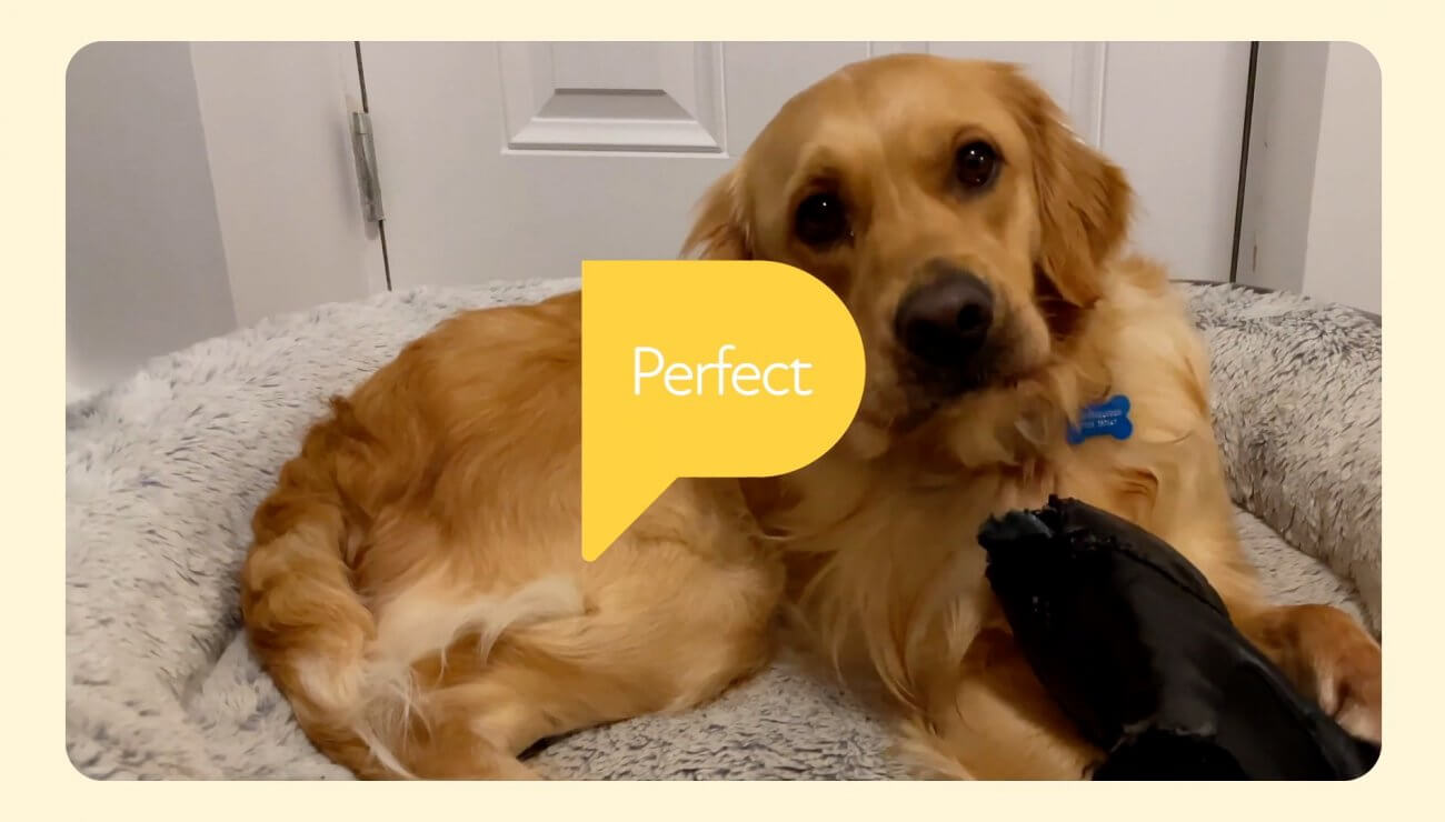 Perfect Pet Insurance – ABF Pictures